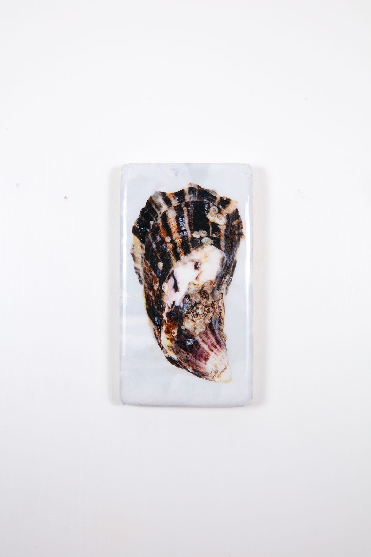 Shellfish Collection – Stigerwoods