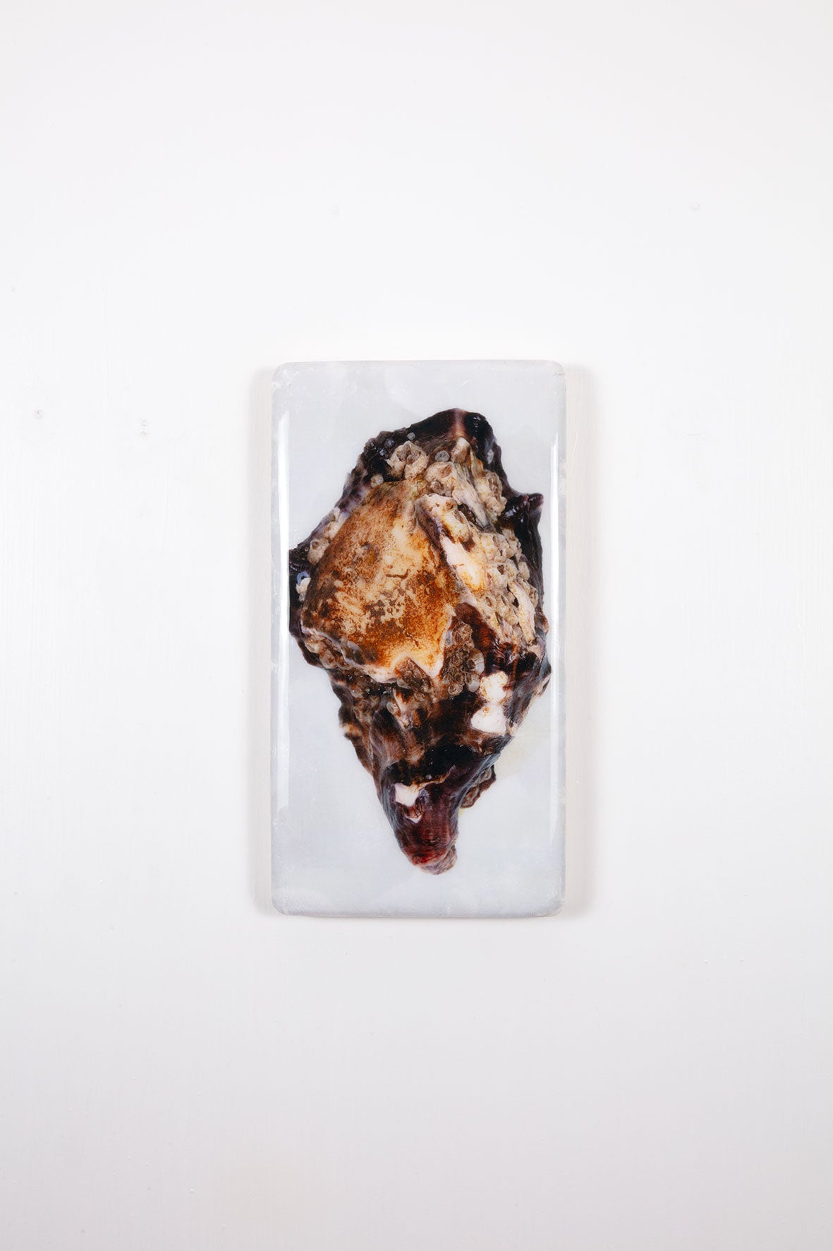 Shellfish Collection – Stigerwoods