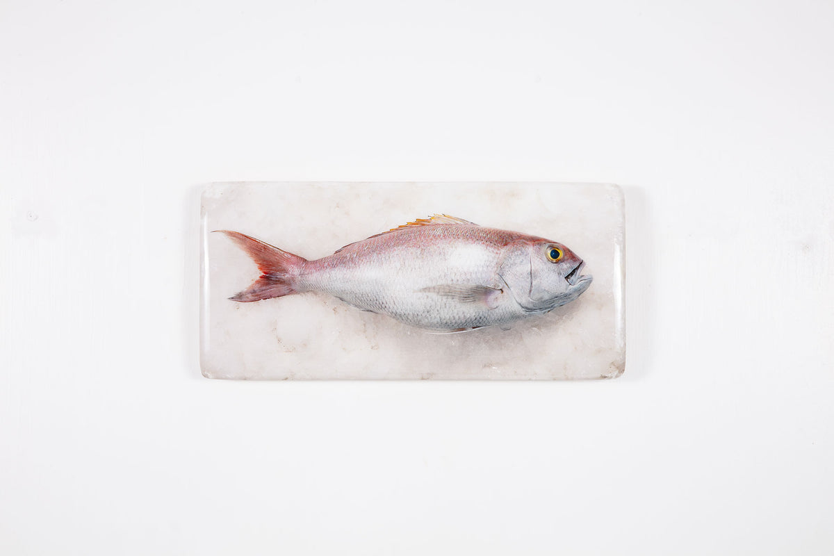 Rosy snapper #2 (40cm x 20cm) – Stigerwoods