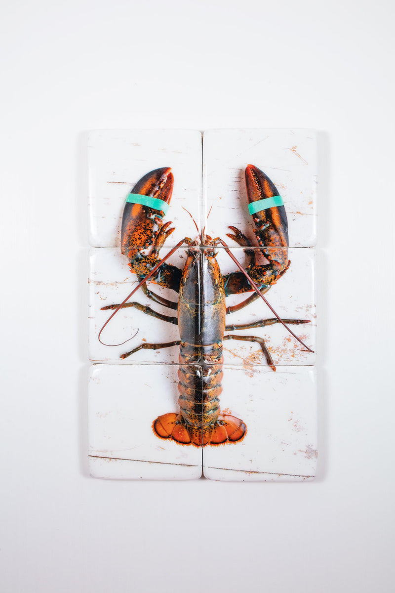 Canner lobster elastics (40cm x 60cm) – Stigerwoods