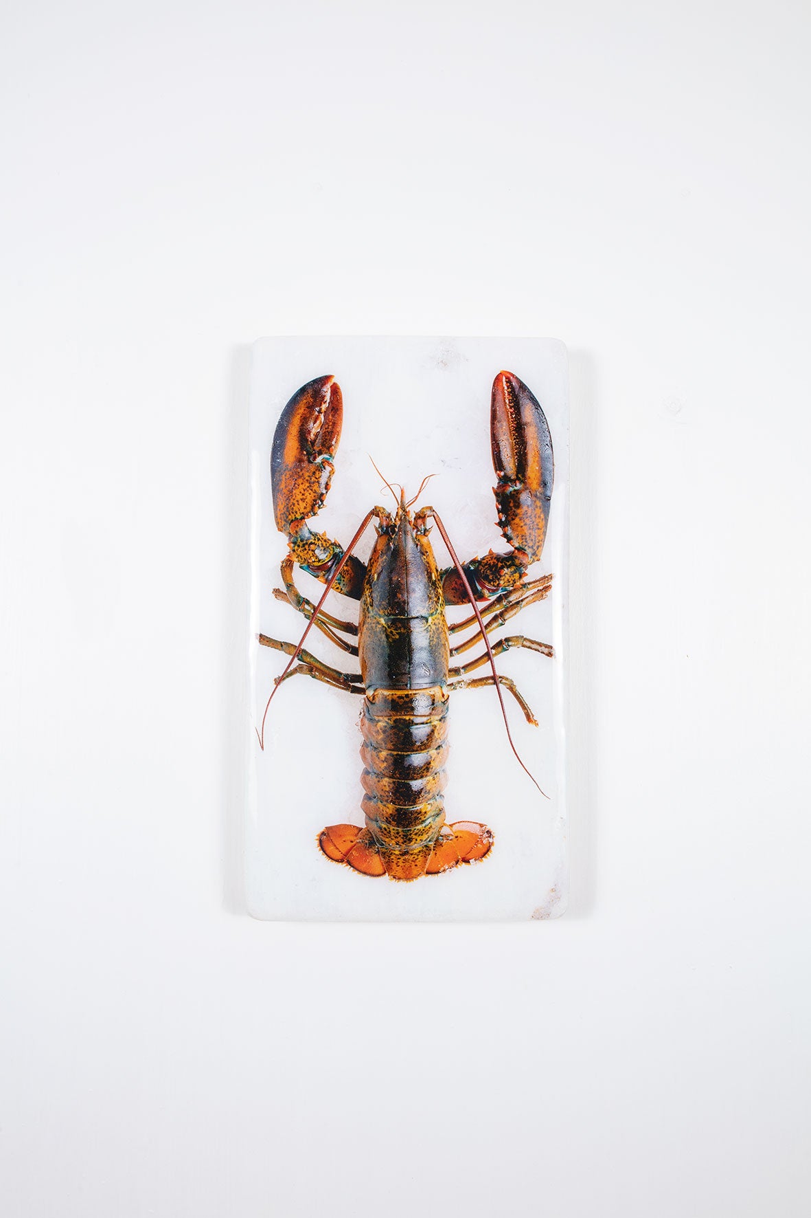 Shellfish Collection – Page 4 – Stigerwoods