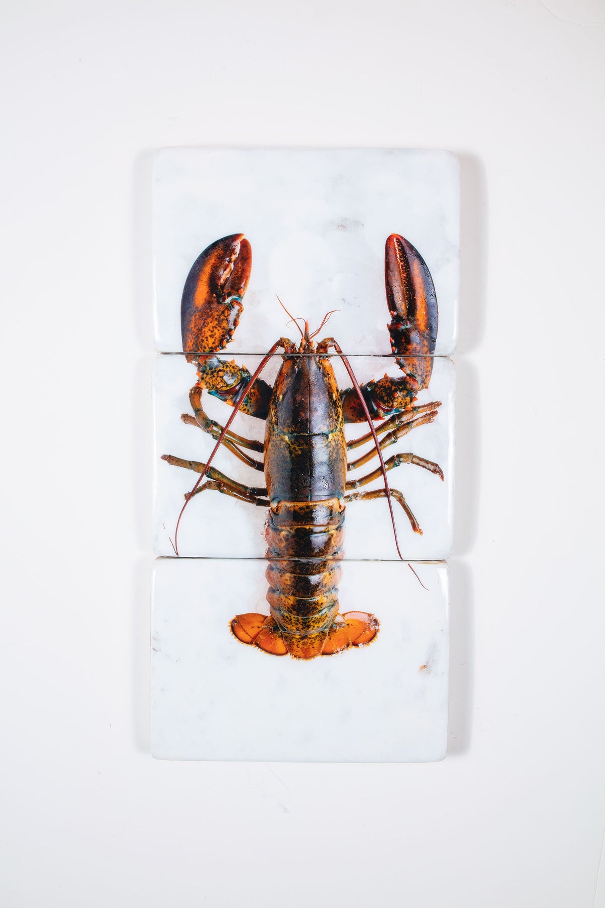 Shellfish Collection – Page 3 – Stigerwoods