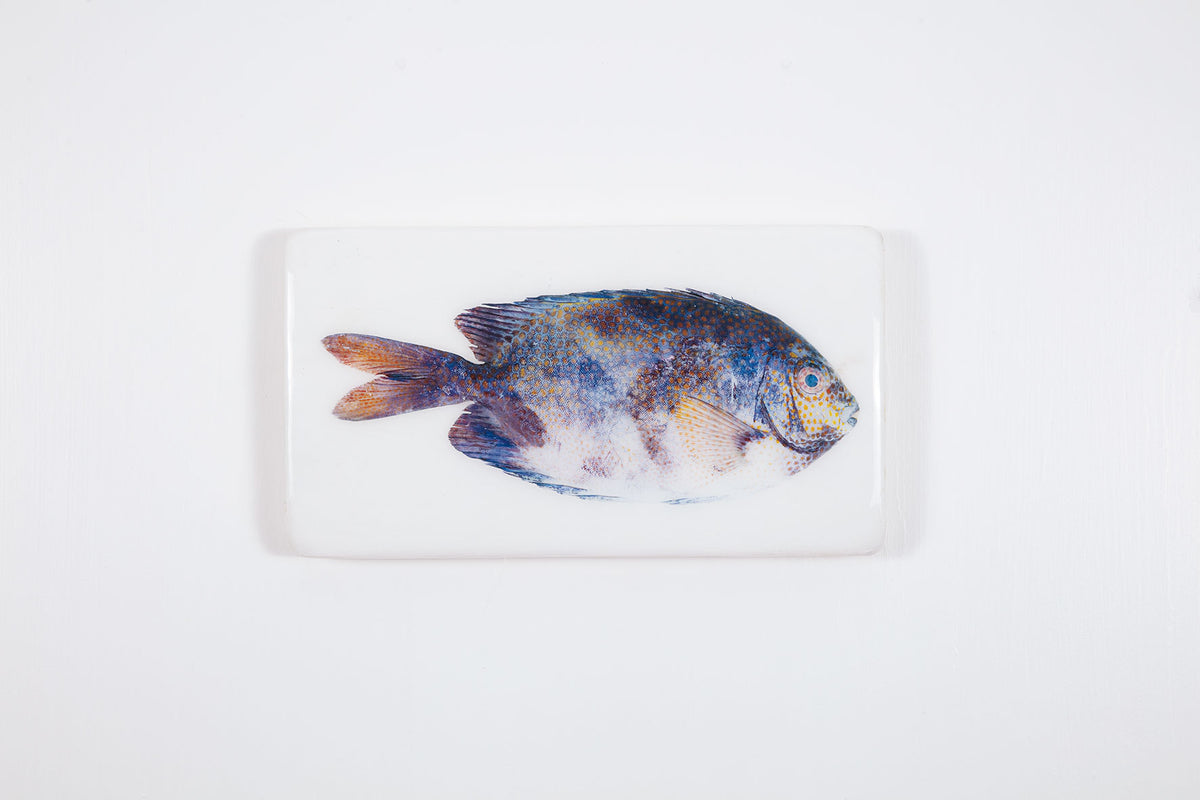 Gold-spotted rabbitfish (35cm x 20cm) – Stigerwoods