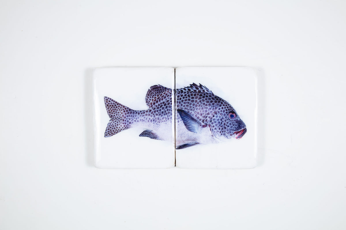 Harlequin sweetlips (40cm x 24cm) – Stigerwoods