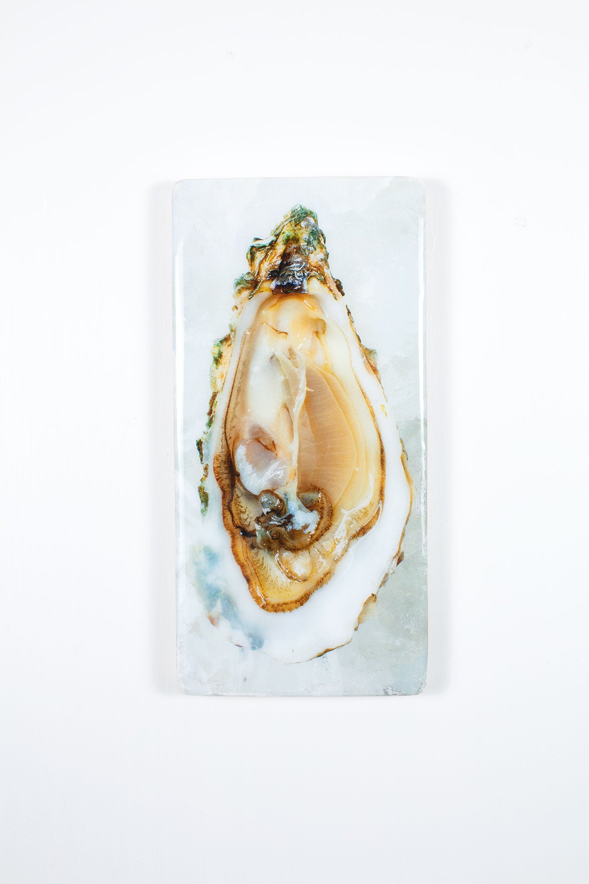 Shellfish Collection – Page 2 – Stigerwoods