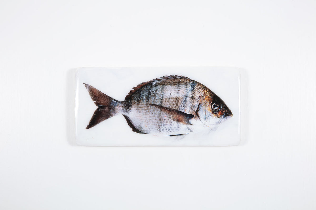 Sargo (40cm x 20cm) – Stigerwoods