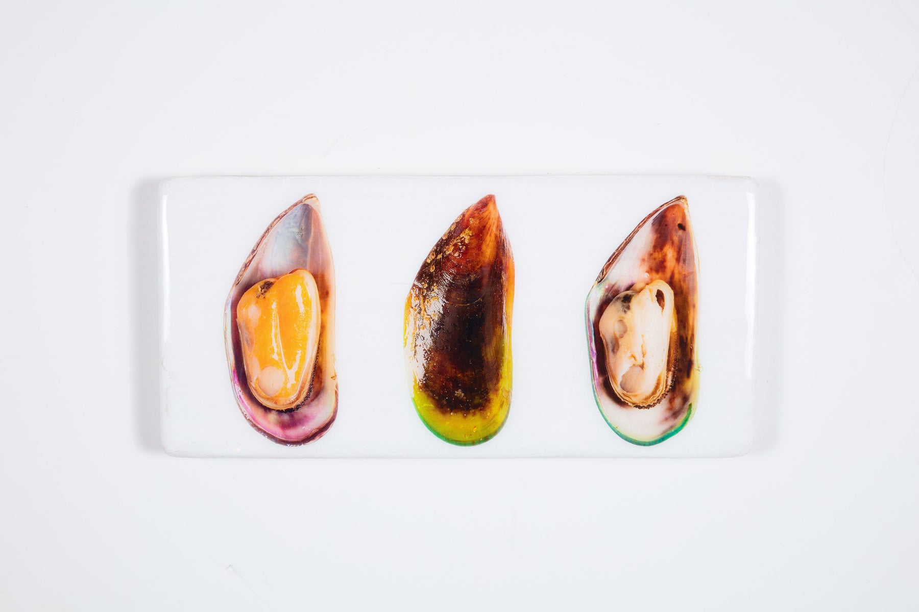 Shellfish Collection – Page 2 – Stigerwoods