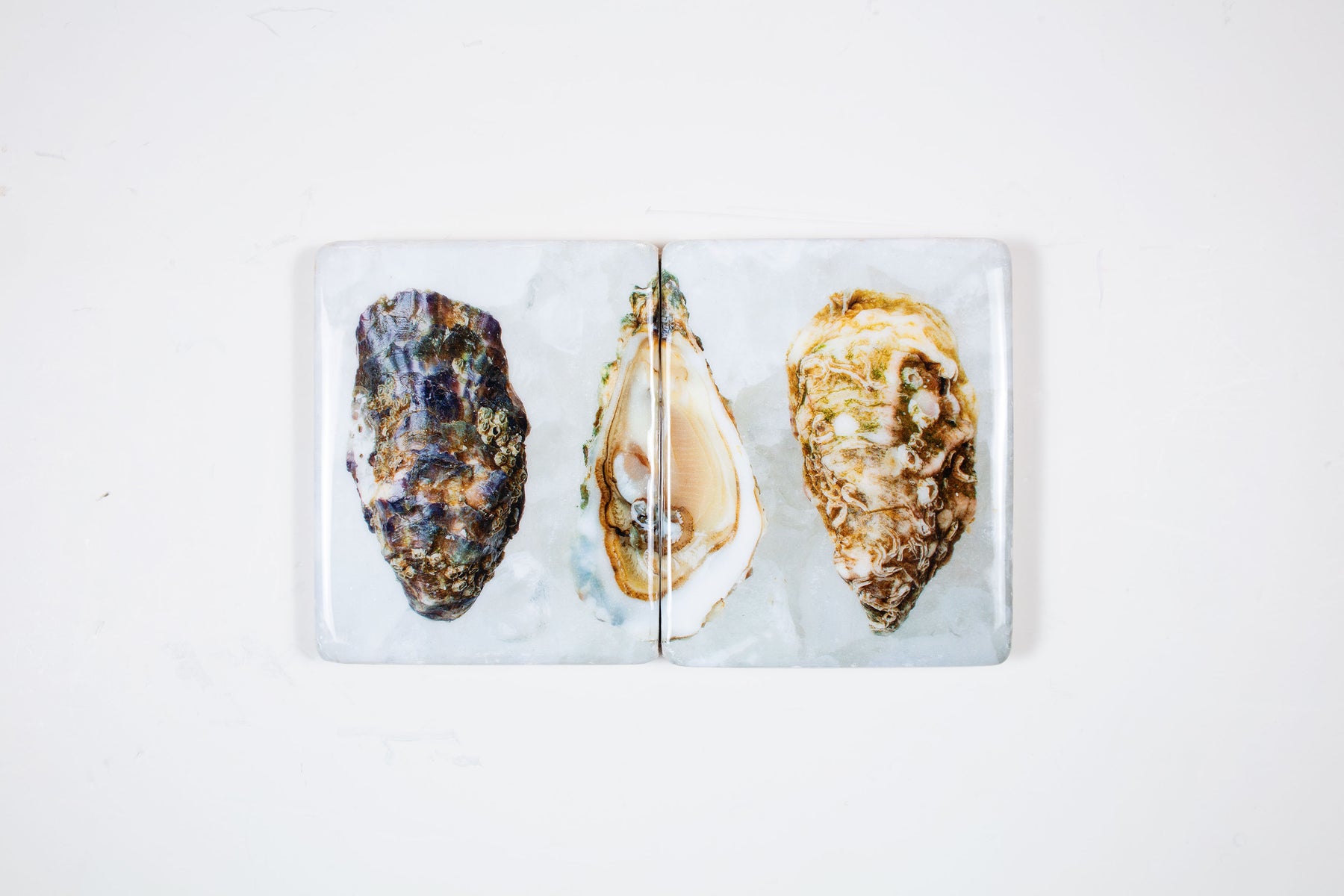 Shellfish Collection – Page 2 – Stigerwoods