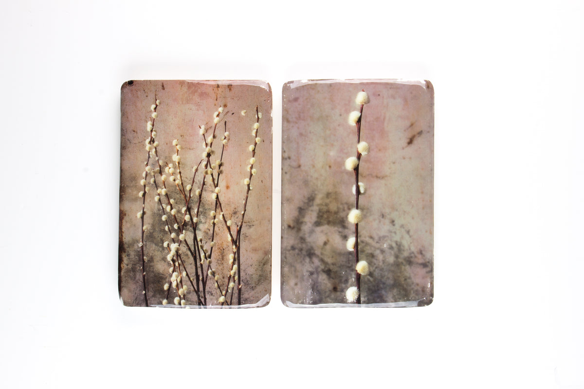 Willow catkin #2 (20cm x 29cm) – Stigerwoods