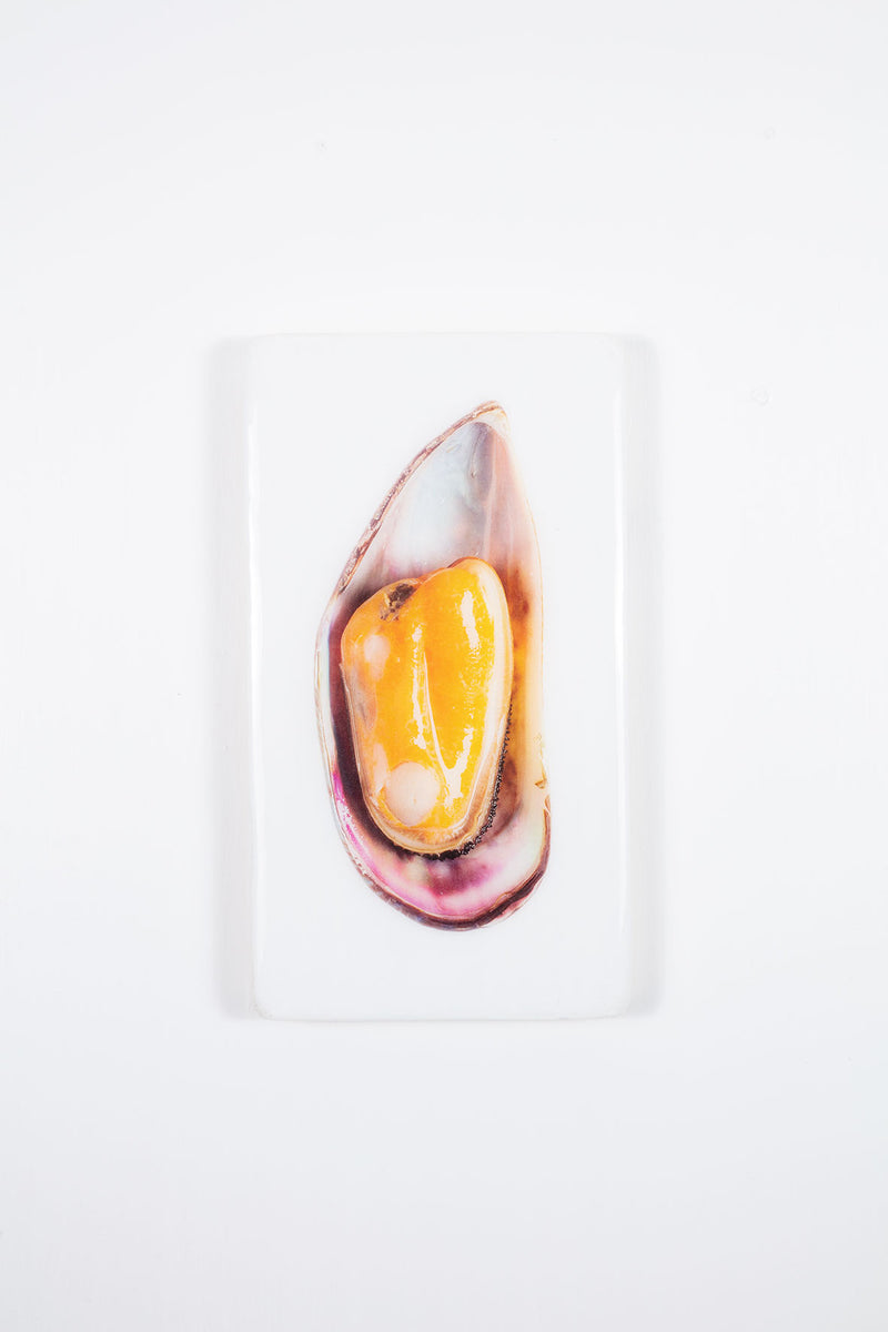 Yellow mussel (20cm x 35cm) – Stigerwoods